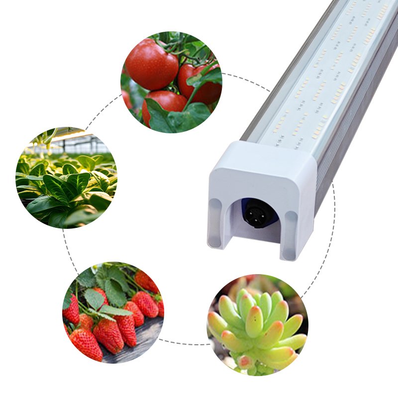 grow light tubes LM281B 100w full spectrum for veg and flower - learnew ...